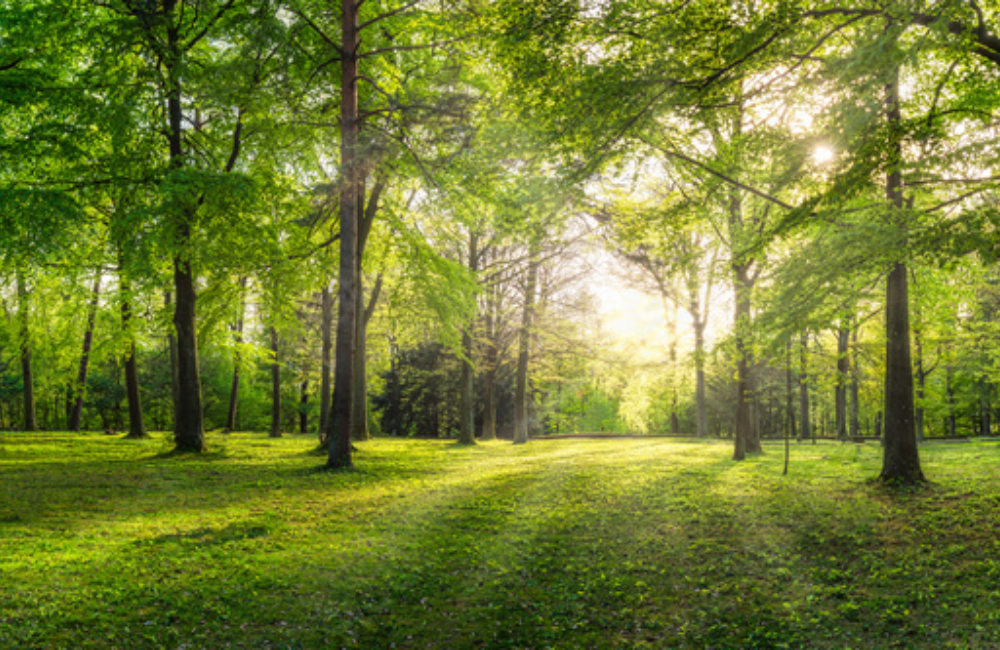 Everain Global Services | Sustainability & More